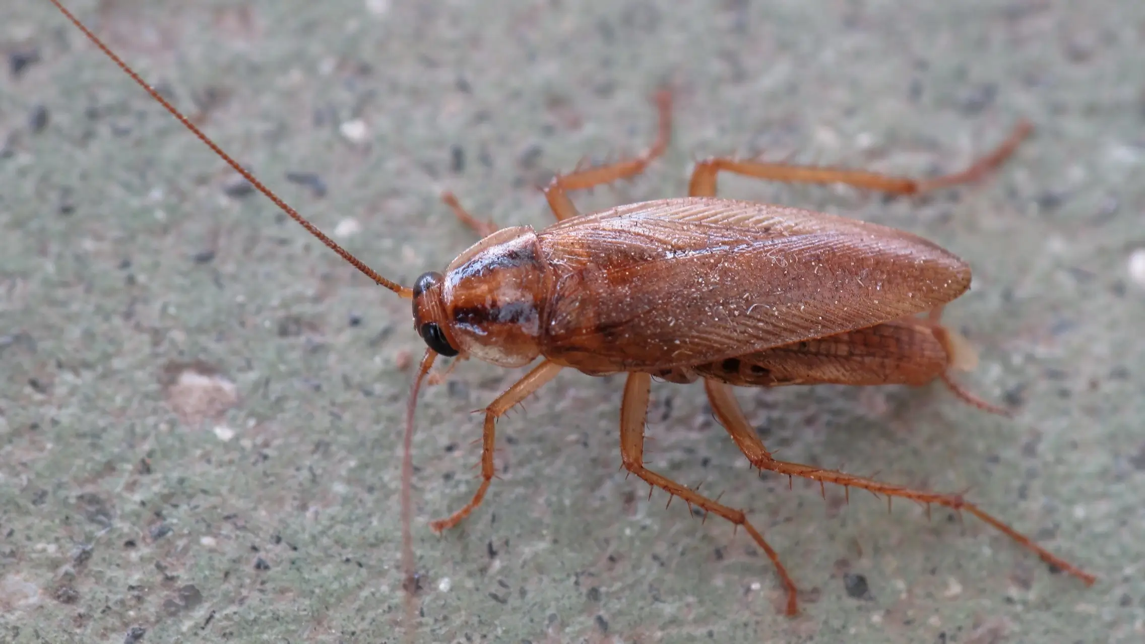 Ensiklopedia Kecoak – Hiraeth Pest Indonesia